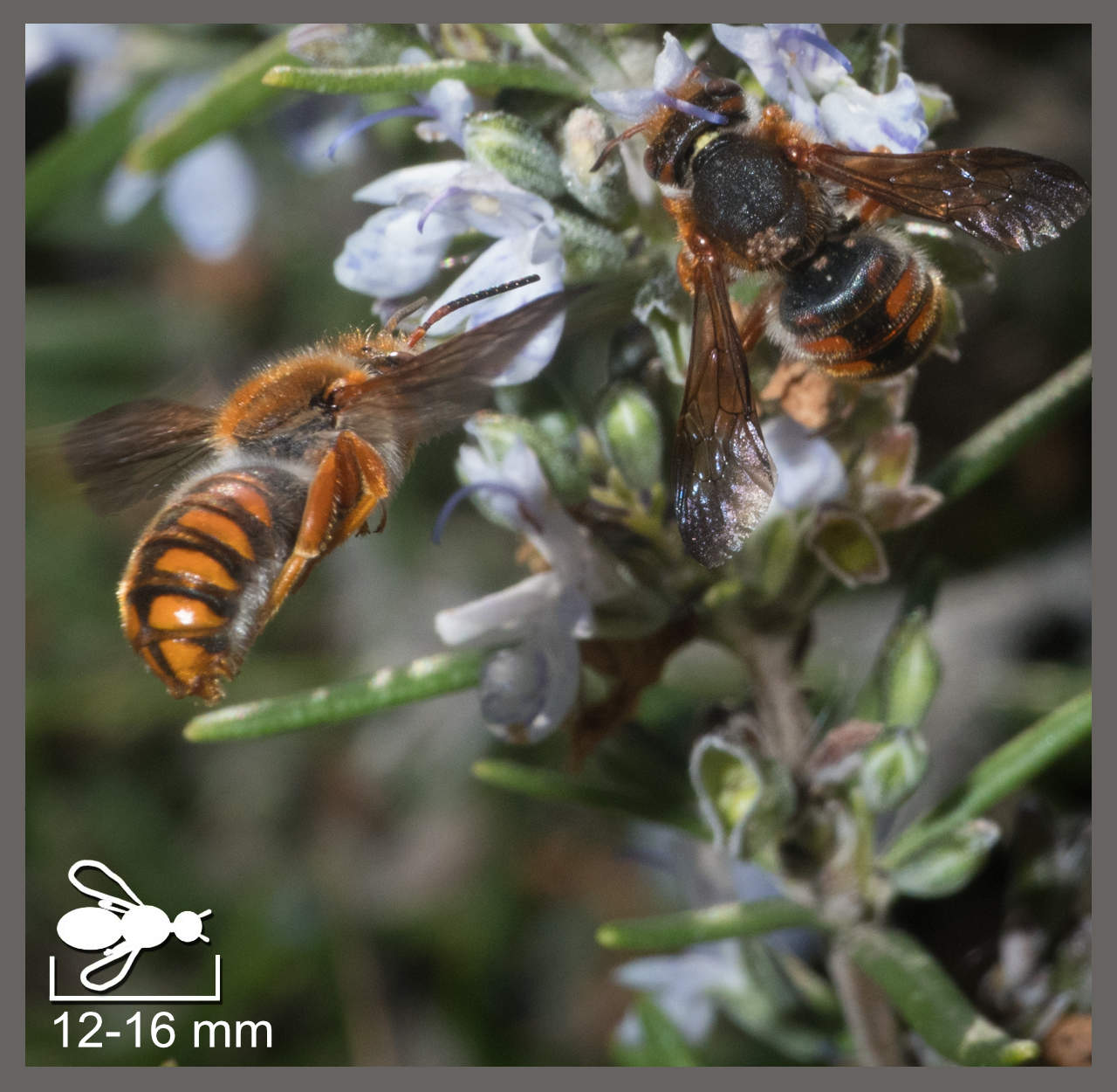 Rhodanthidium sticticum - Rhodanthidium sticticum | Identifier un insecte