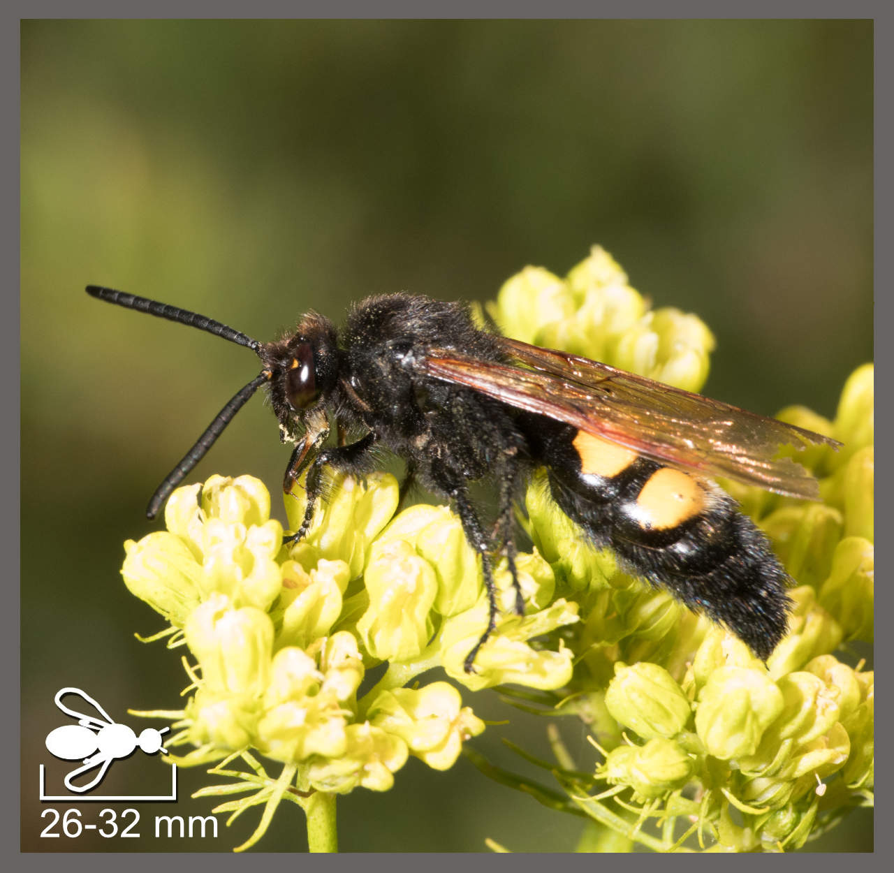 Scolie des jardins - Megascolia maculata | Identifier un insecte