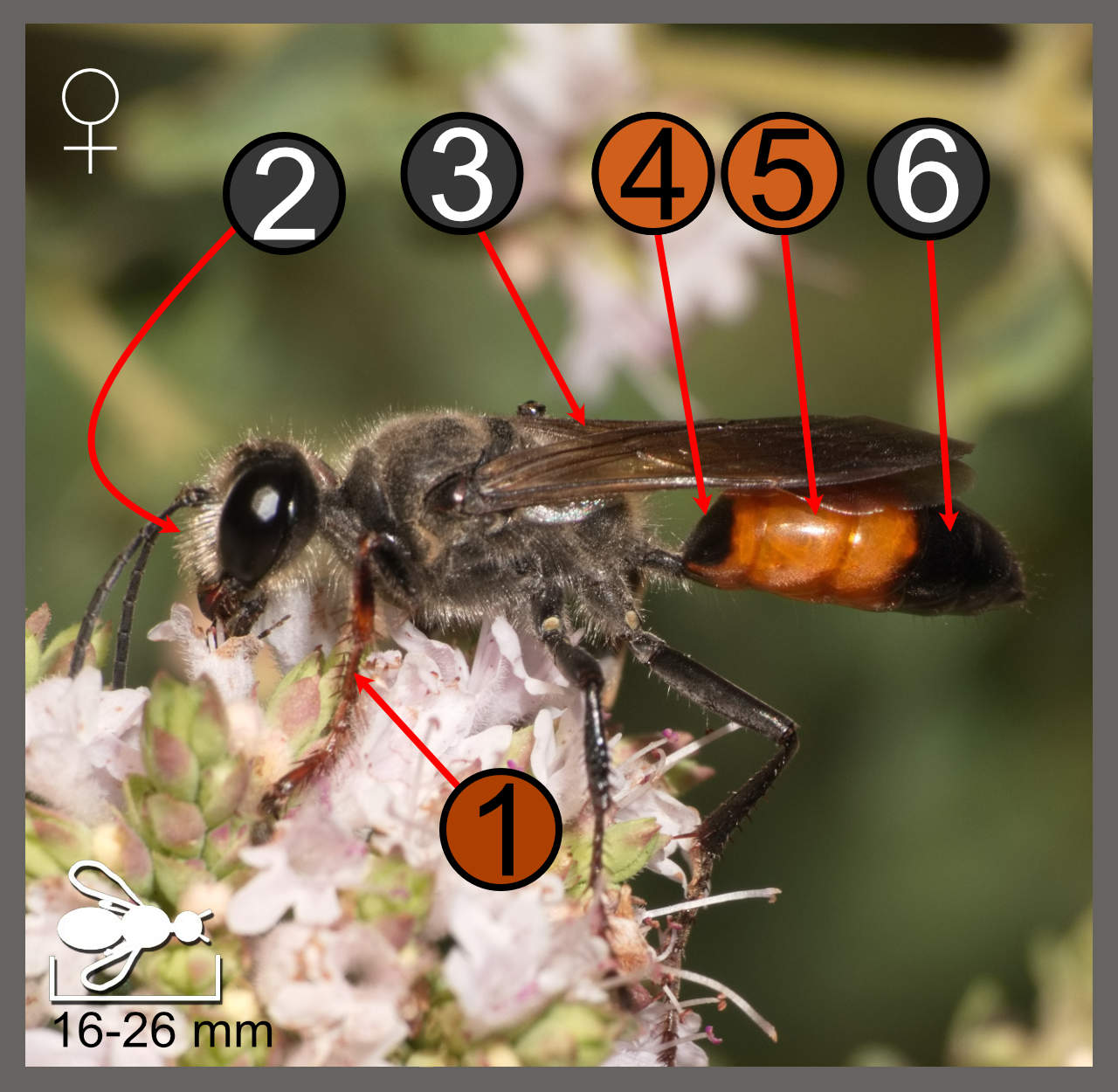 Sphex gryllivore - Sphex funerarius | Identifier un insecte