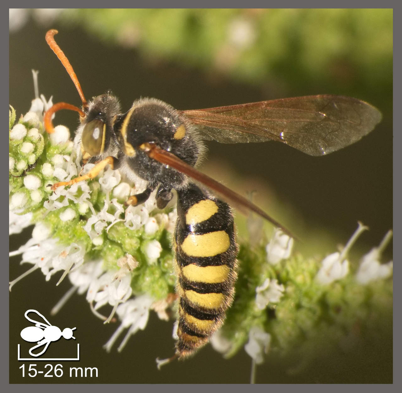 Stizus ruficornis - Stizus ruficornis | Identifier un insecte