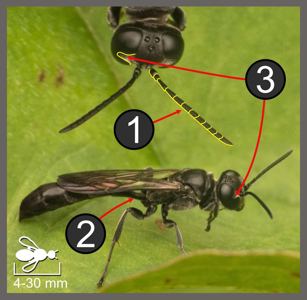 Trypoxylons - Trypoxylon sp. | Identifier un insecte