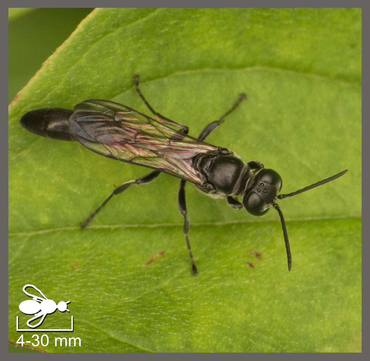 Trypoxylons - Trypoxylon sp. | Identifier un insecte