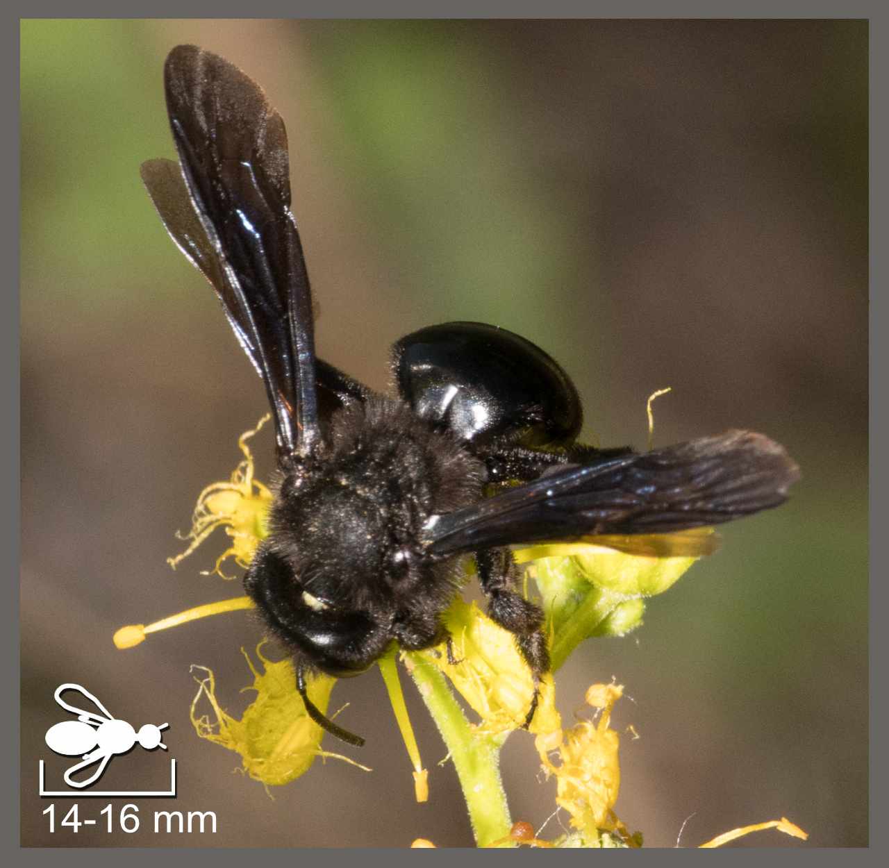 Xylocopa iris - Xylocopa iris | Identifier un insecte