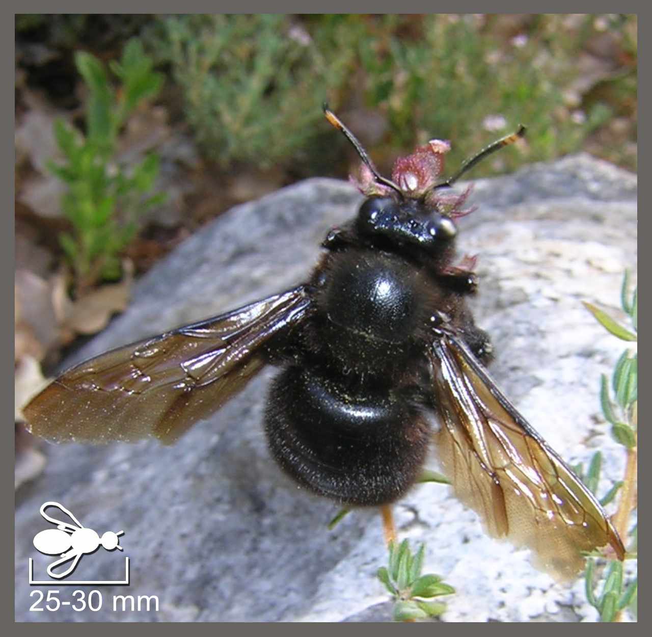 Xylocope violacé - Xylocopa violacea | Identifier un insecte