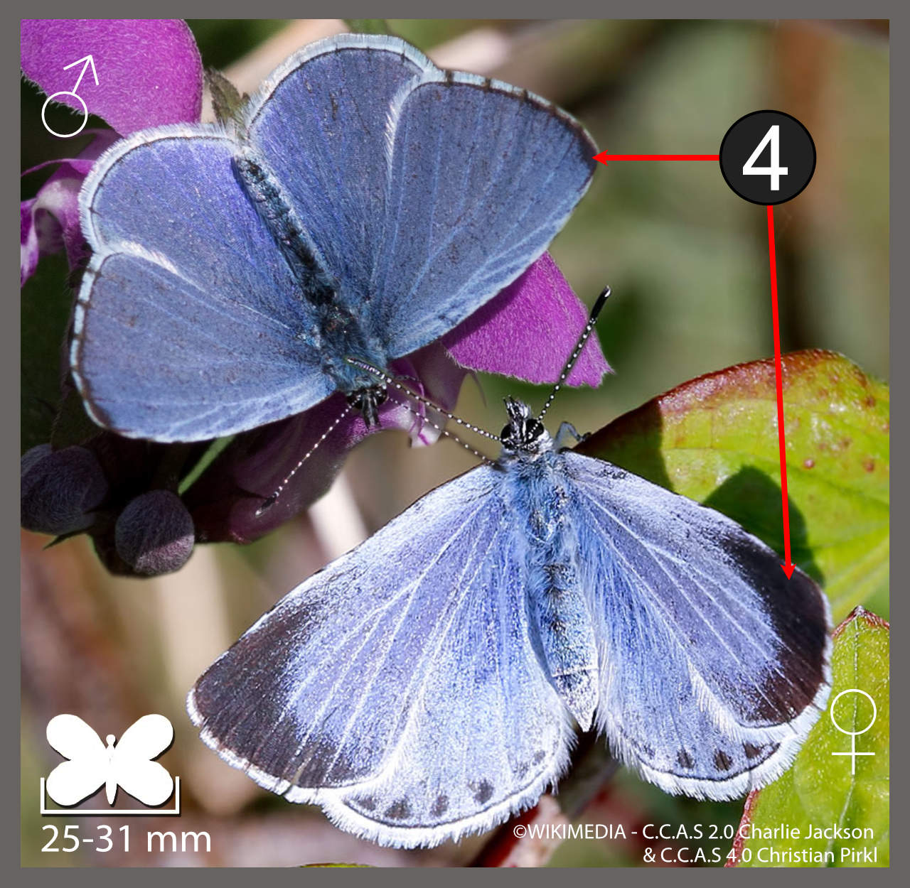 Azuré des nerpruns - Celastrina argiolus | Identifier un insecte