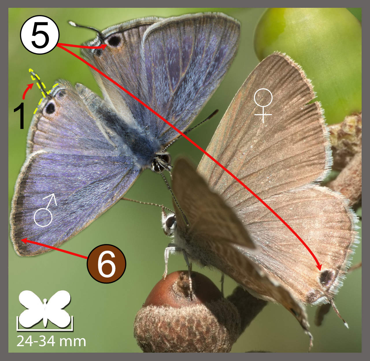 Azuré porte-queue - Lampides boeticus | Identifier un insecte