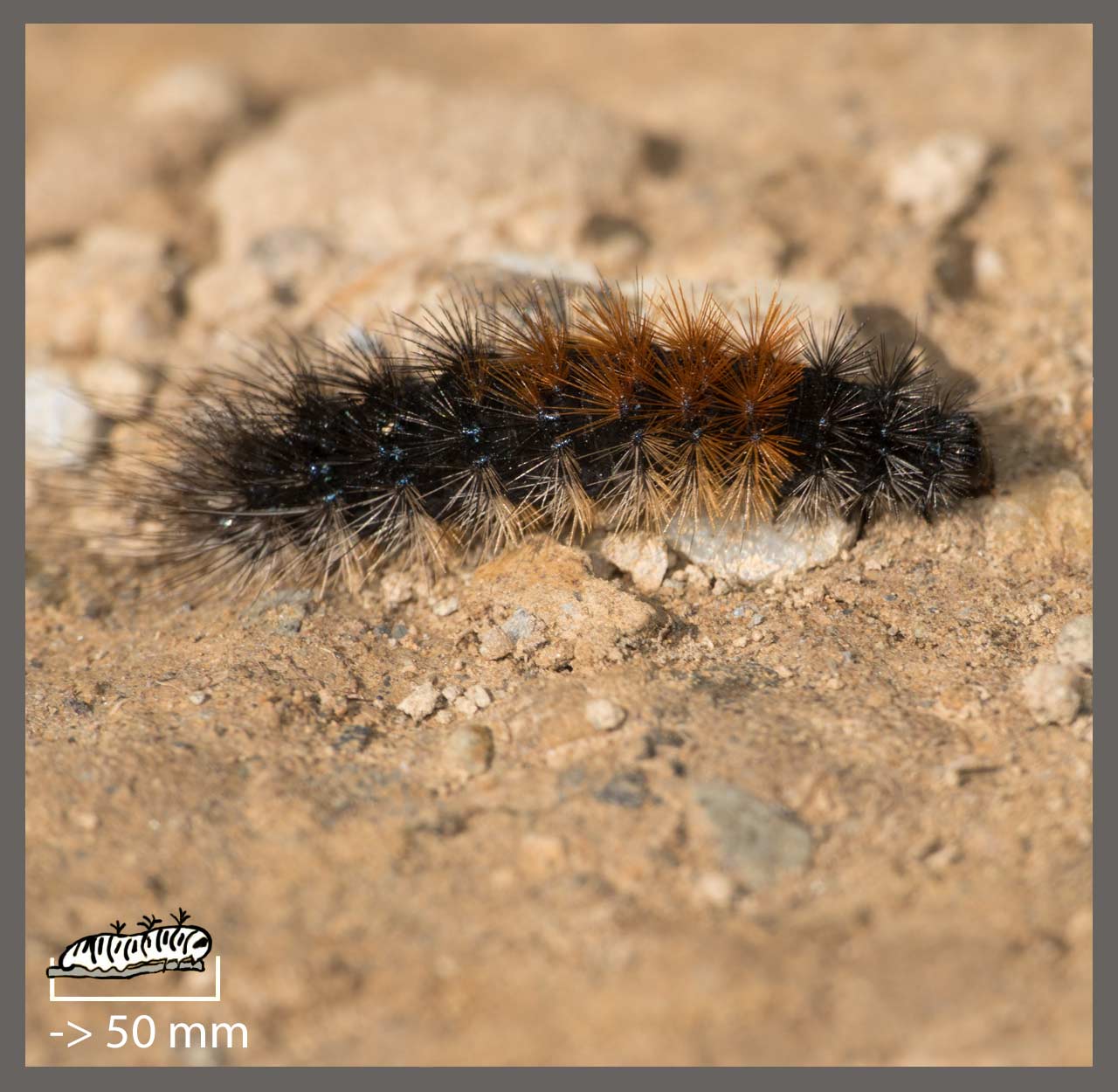 Écaille du Plantain - Arctia plantaginis | Identifier un insecte
