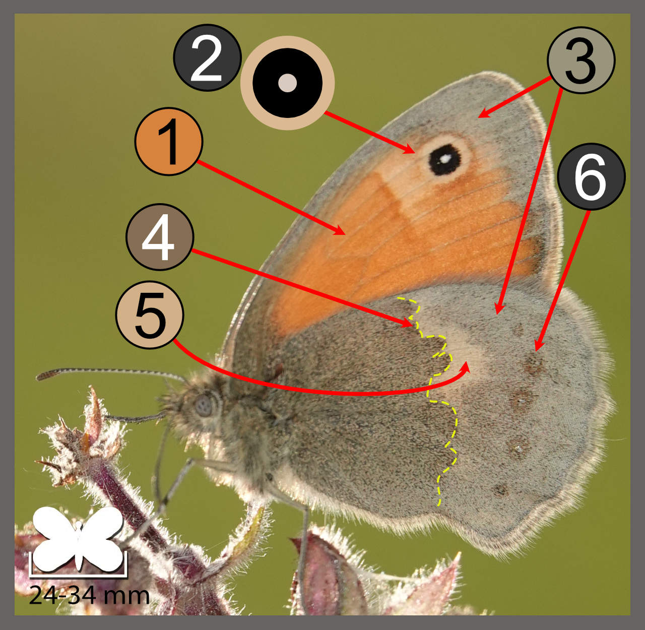 Fadet commun - Coenonympha pamphilus | Identifier un insecte