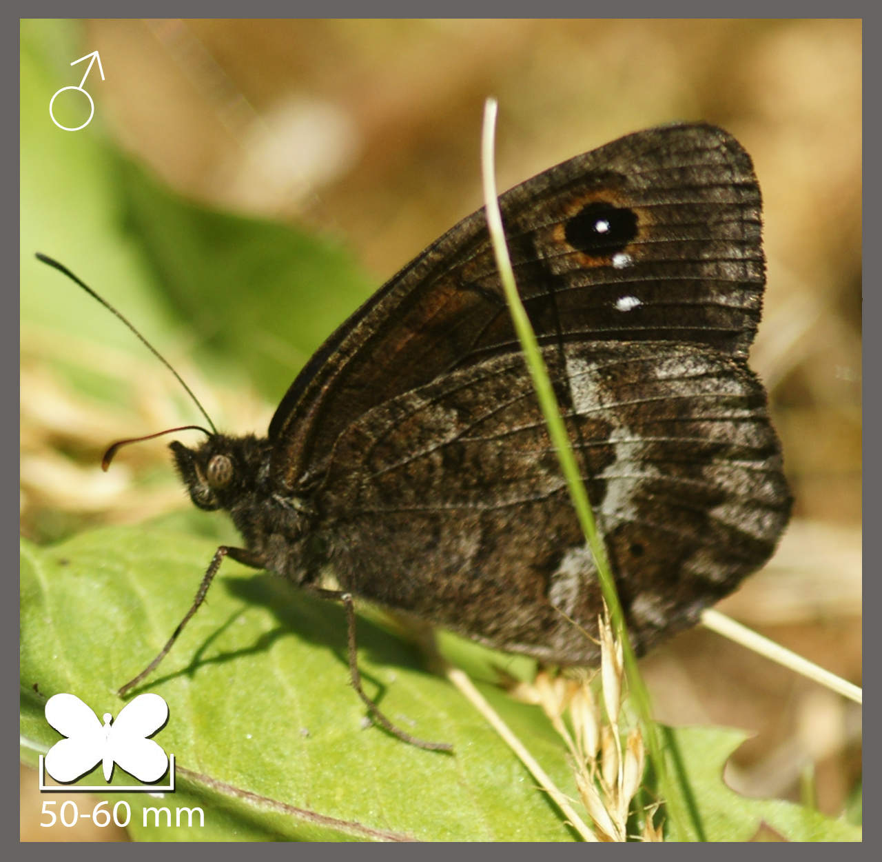 Grande Coronide - Satyrus ferula | Identifier un insecte