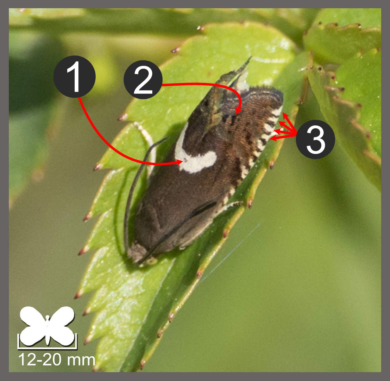 Grapholite à lunules - Grapholita lunulana | Identifier un insecte