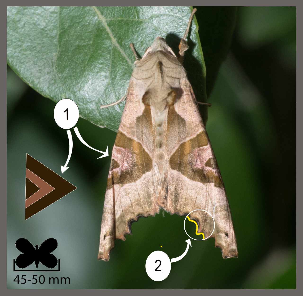 Méticuleuse - Phlogophora meticulosa | Identifier un insecte