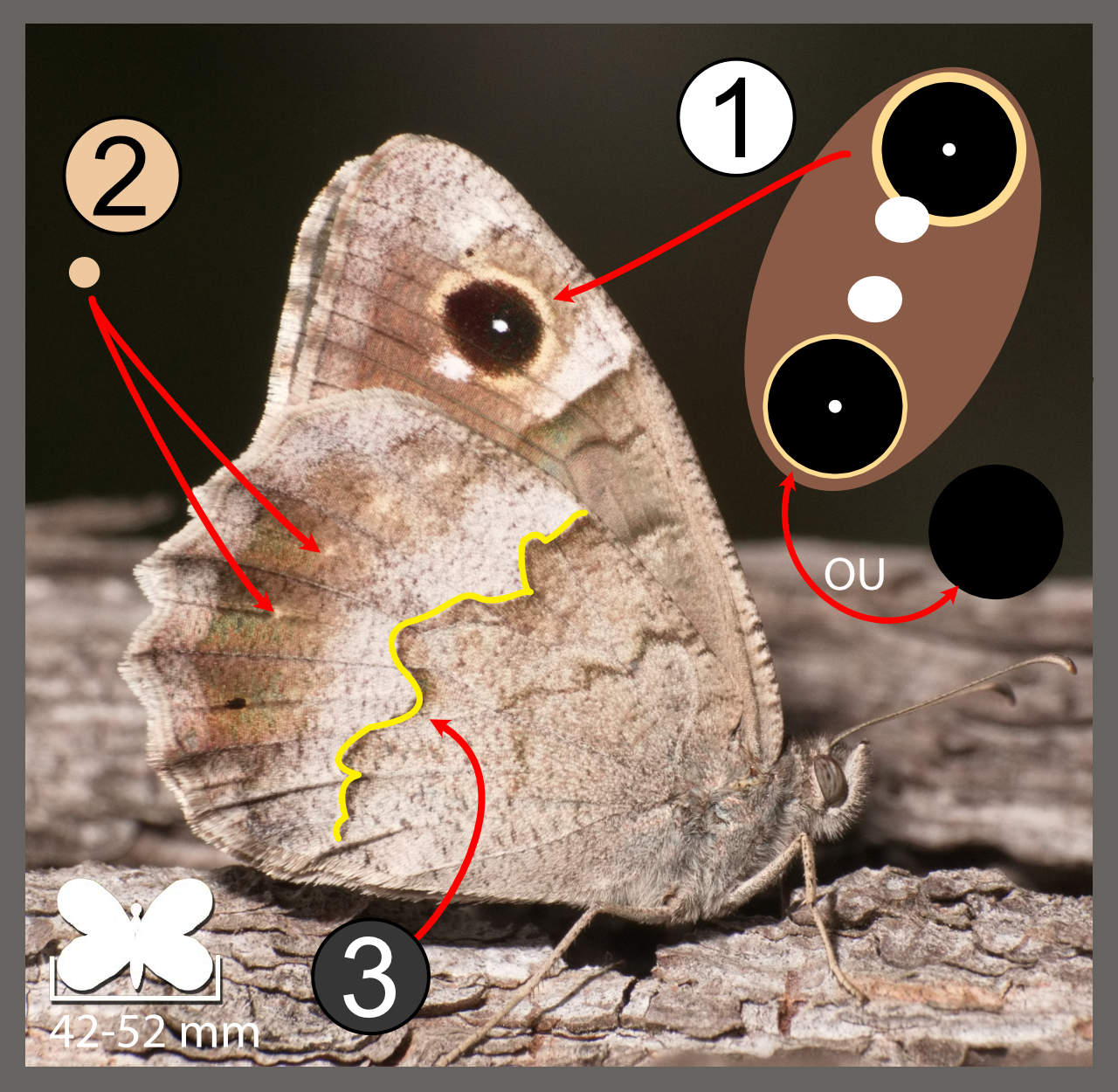 Faune - Hipparchia statilinus | Identifier un insecte