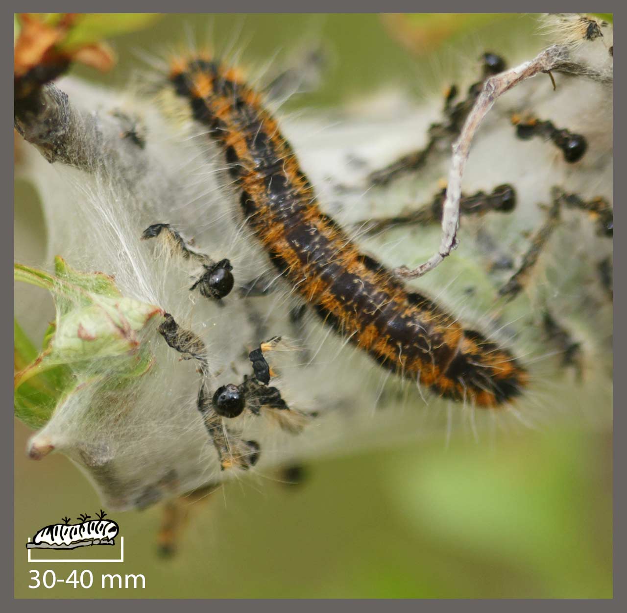 Gazé - Aporia crataegi | Identifier un insecte