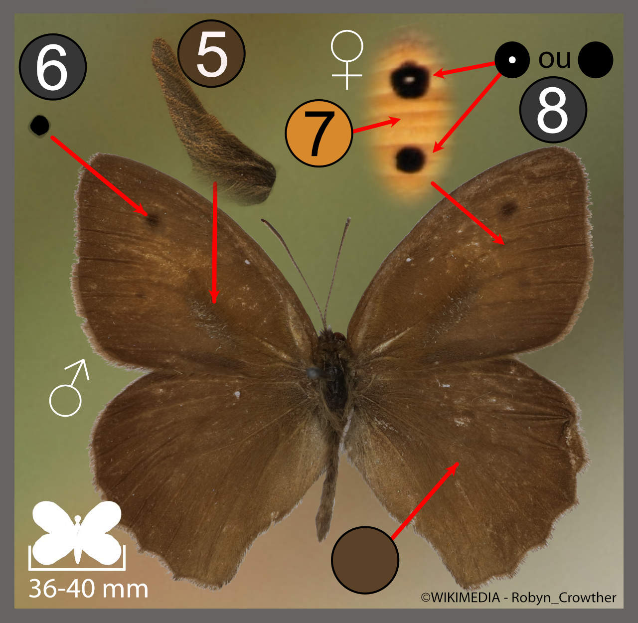 Lycaon - Hyponephele lycaon | Identifier un insecte