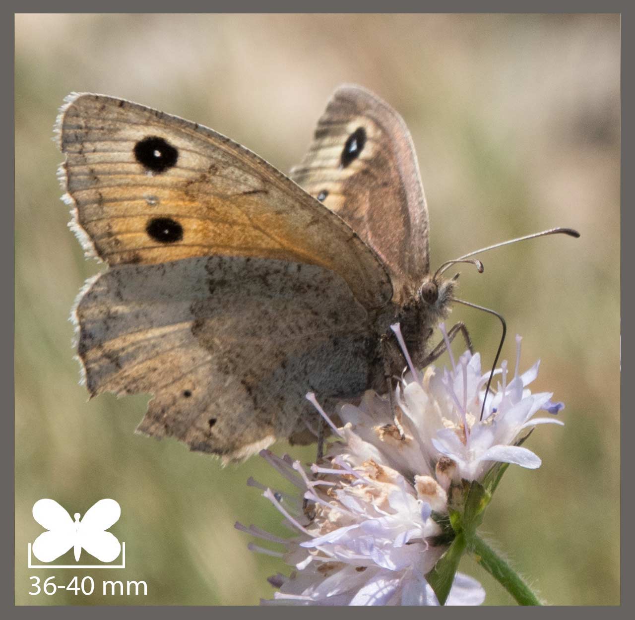 Lycaon - Hyponephele lycaon | Identifier un insecte