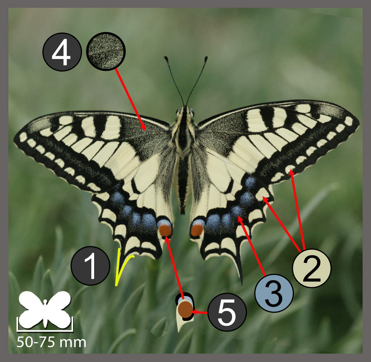 Machaon - Papilio machaon | Identifier un insecte
