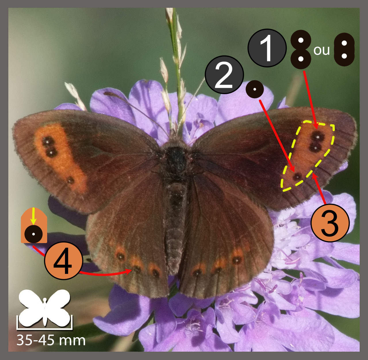 Moiré automnal - Erebia neoridas | Identifier un insecte