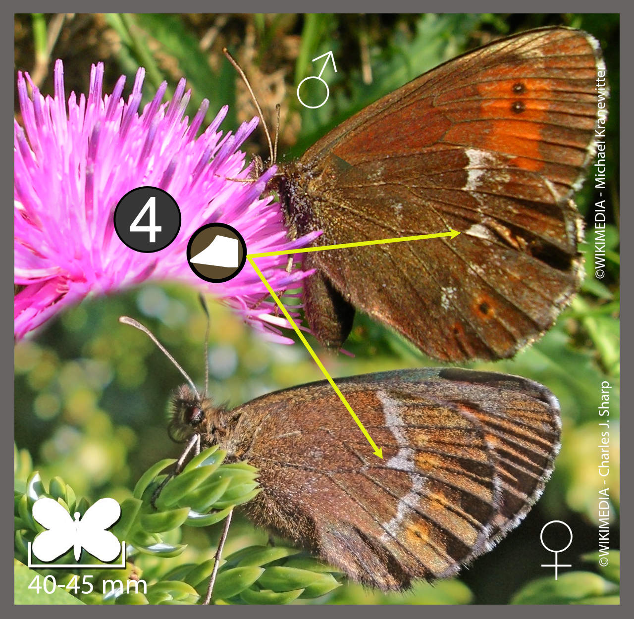 Moiré frange-pie - Erebia euryale | Identifier un insecte