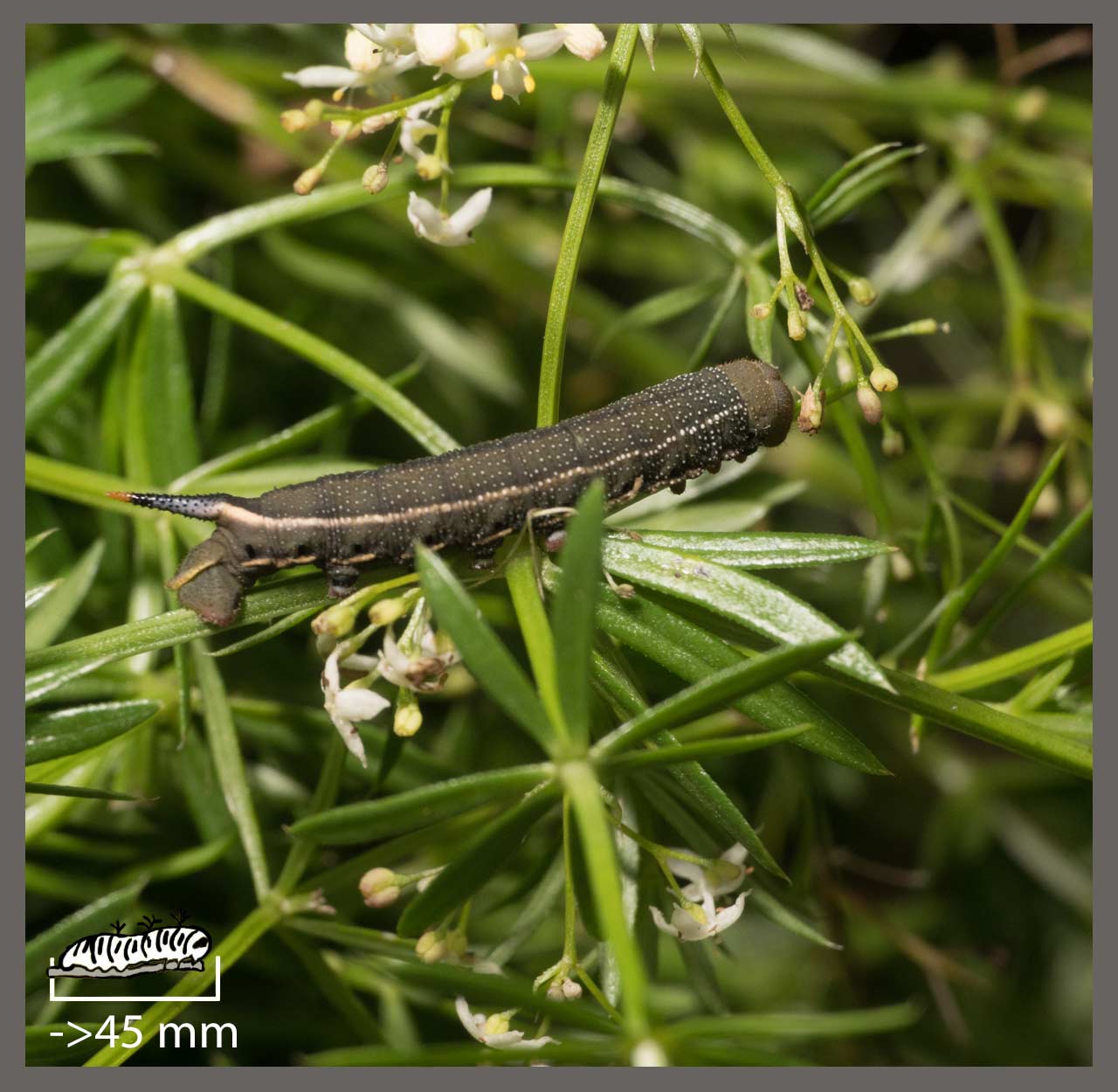 Moro-Sphinx - Macroglossum stellatarum | Identifier un insecte