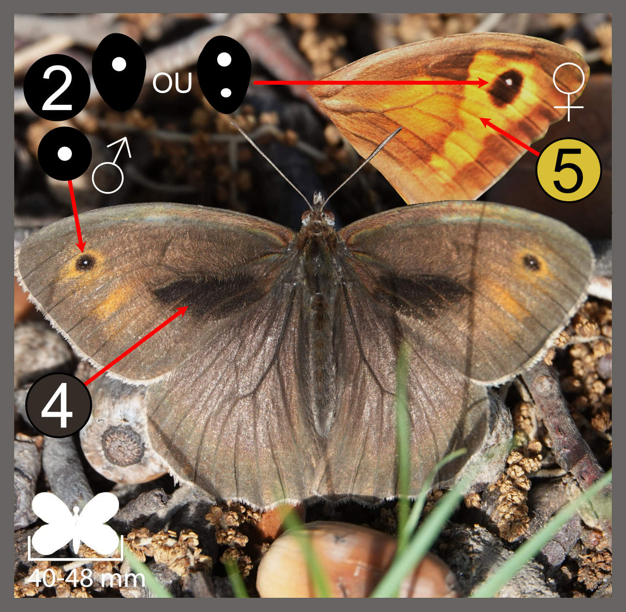 Myrtil - Maniola jurtina | Identifier un insecte