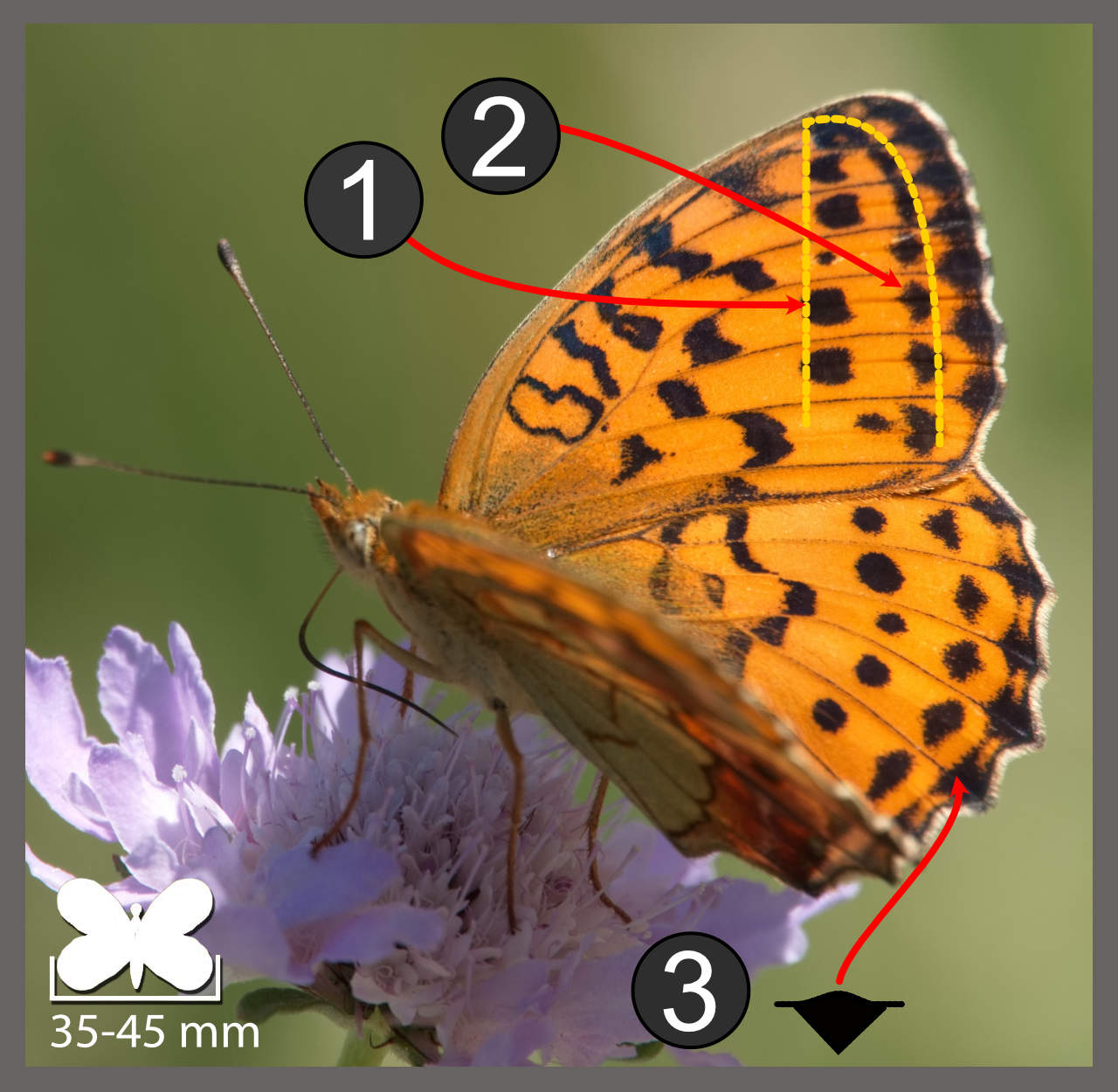 Nacré de la Ronce - Brenthis daphne | Identifier un insecte