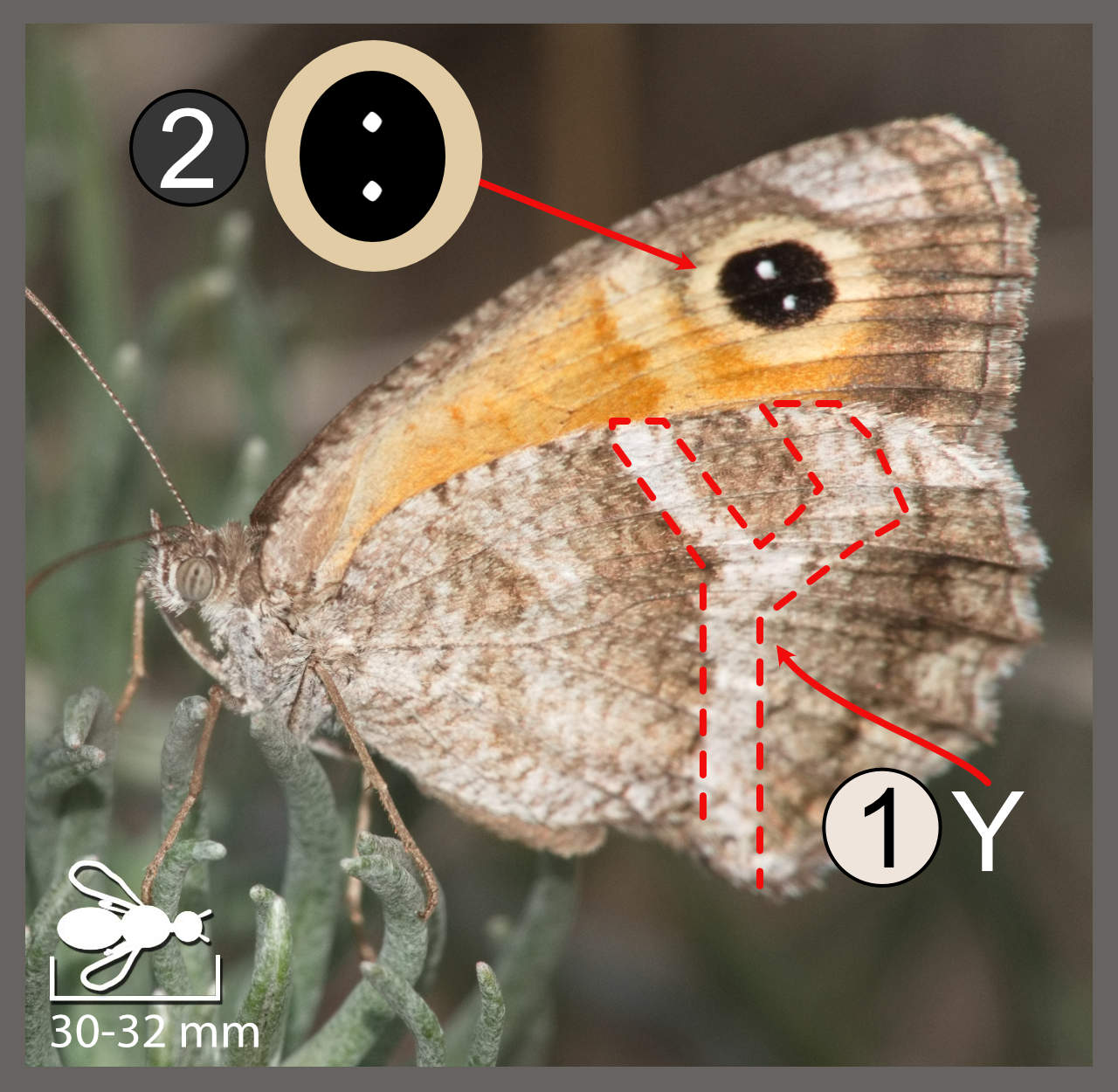 Ocellé de la canche - Pyronia cecilia | Identifier un insecte