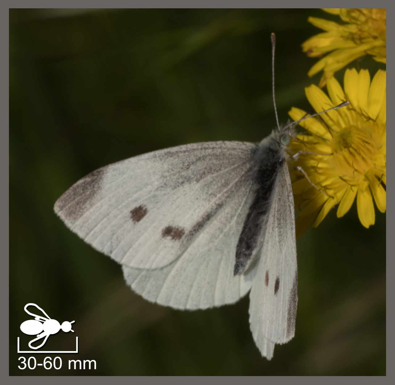 Piérides et Marbrés - Pieris et autres genres | Identifier un insecte