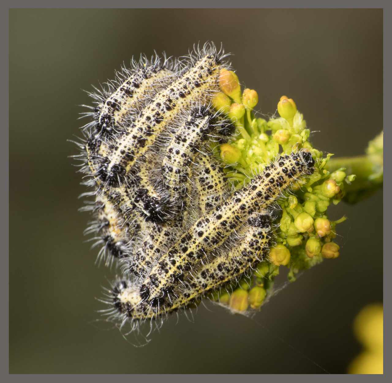 Piérides et Marbrés - Pieris et autres genres | Identifier un insecte