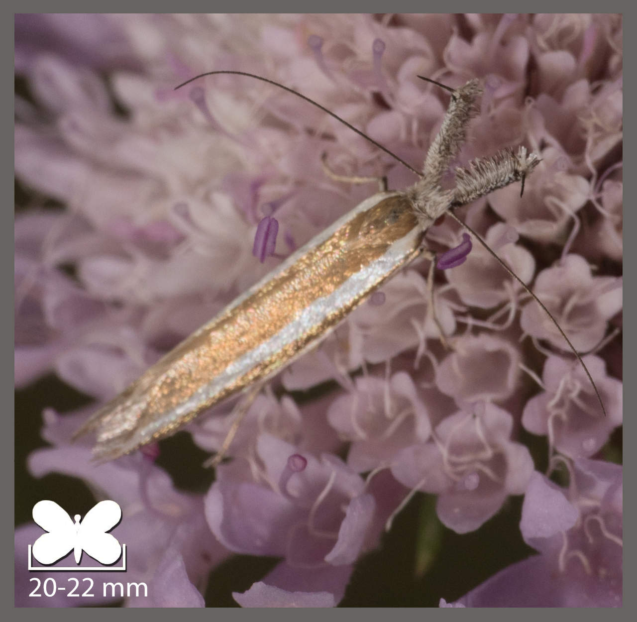 Pleurote corniculée - Pleurota aristella | Identifier un insecte