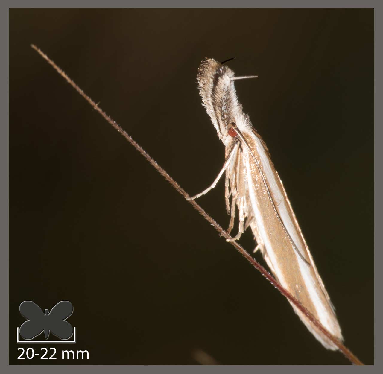 Pleurote corniculée - Pleurota aristella | Identifier un insecte