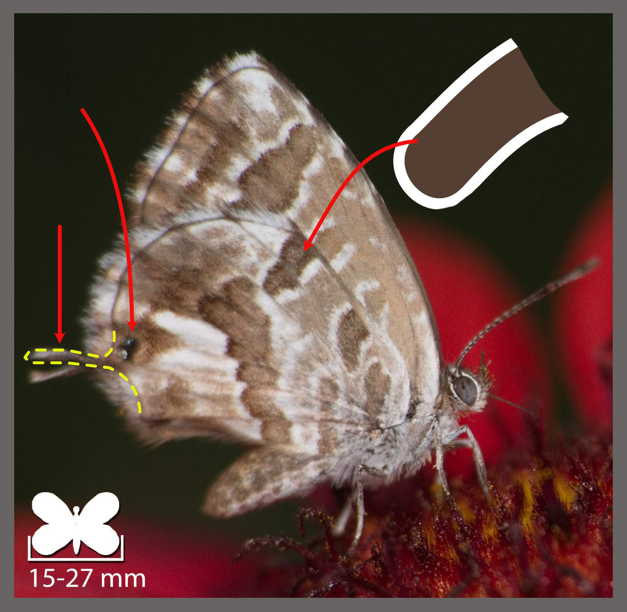 Petits Papillons Aux Ailes Post rieures Prolong es Par Une Queue Petits Papillons Aux Ailes Post rieures Prolong es Par Une Queue
