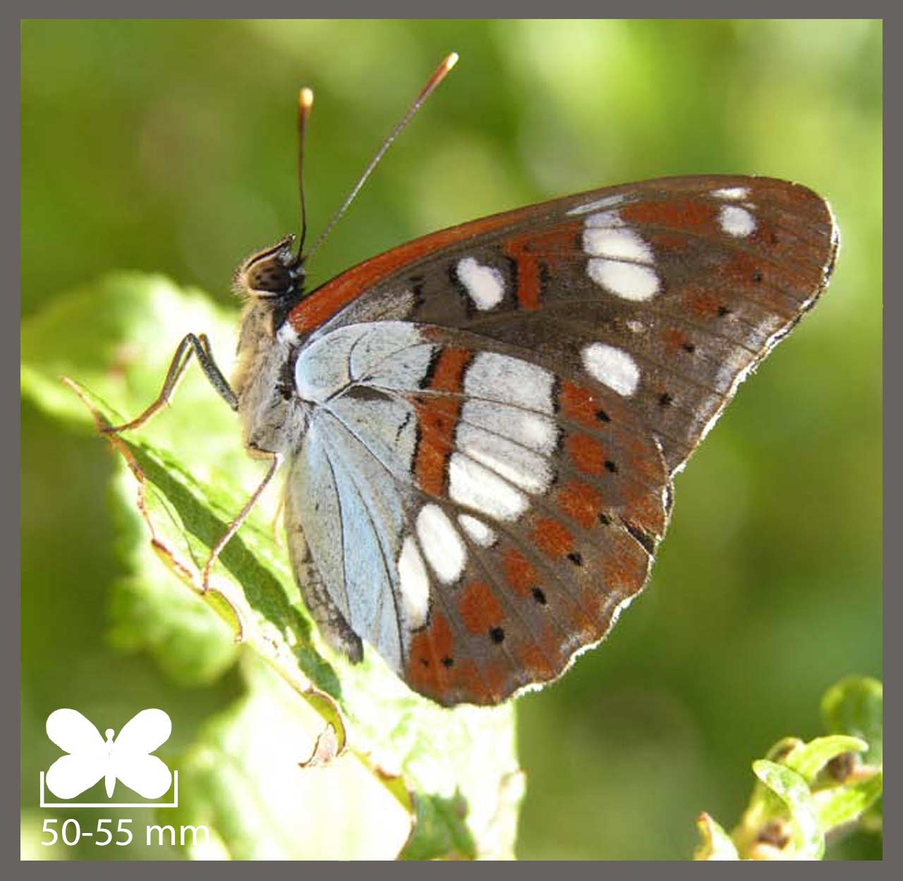 Sylvain azuré - Limenitis reducta | Identifier un insecte