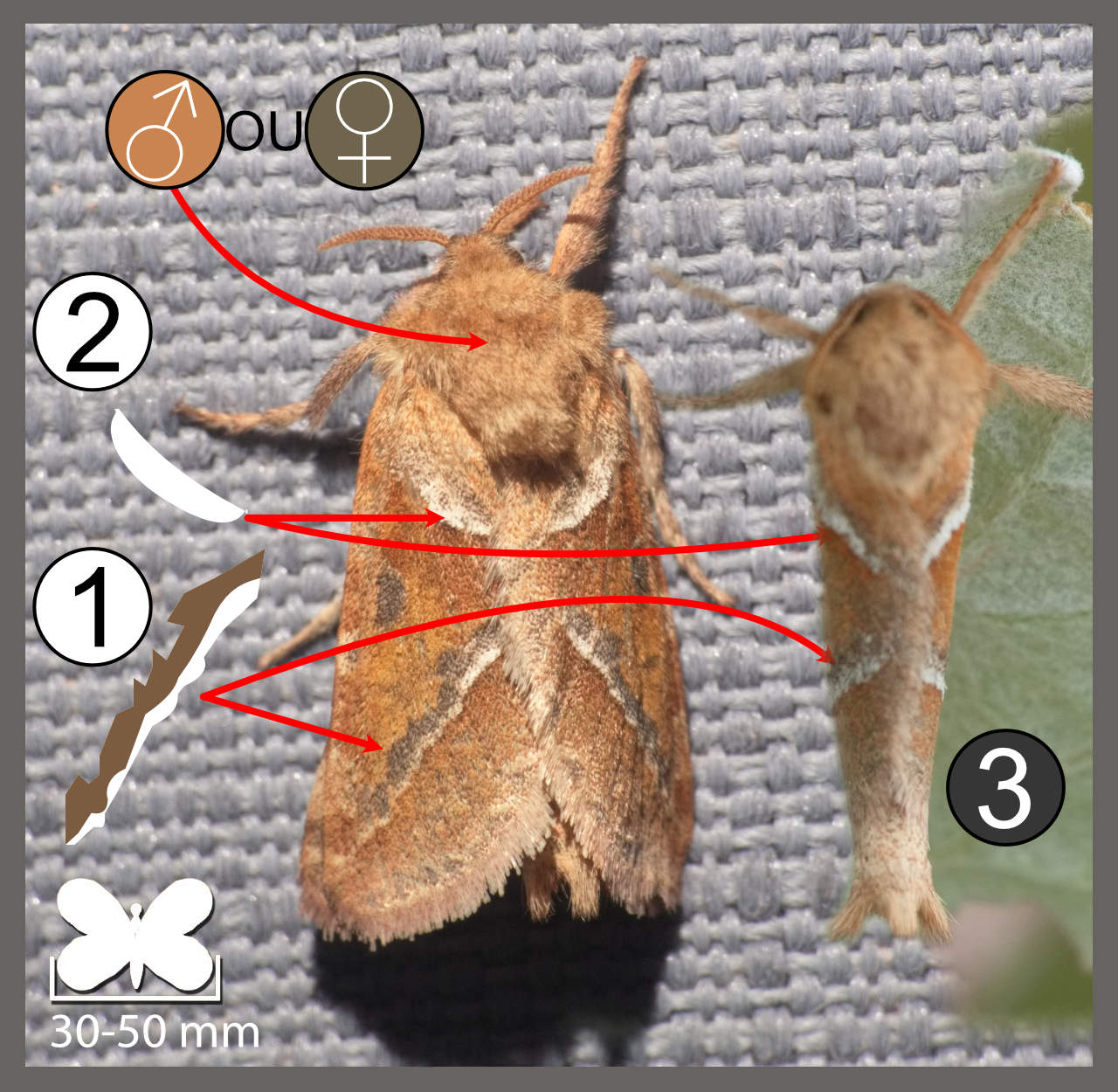 Sylvine - Triodia sylvina | Identifier un insecte