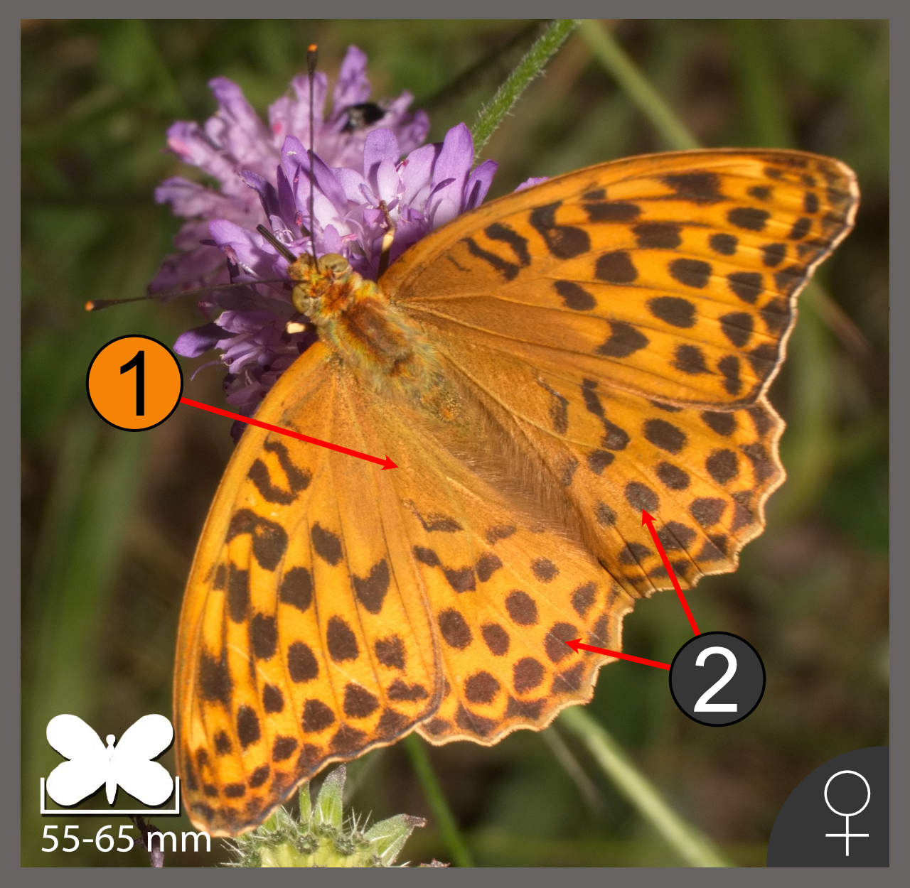 Tabac d'Espagne - Argynnis paphia | Identifier un insecte