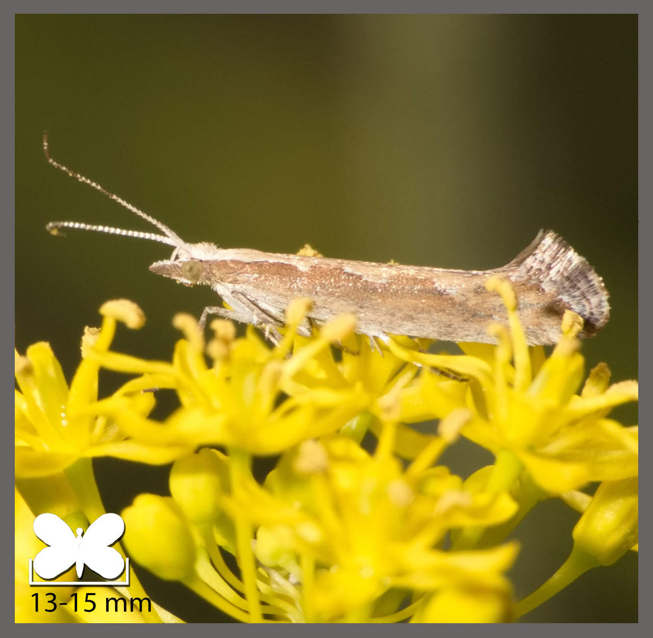 Teigne des crucifères - Plutella xylostella | Identifier un insecte