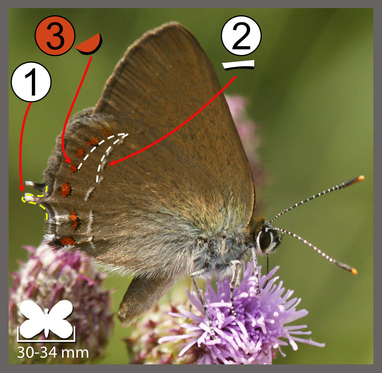 Thécla du Kermès - Satyrium esculi | Identifier un insecte