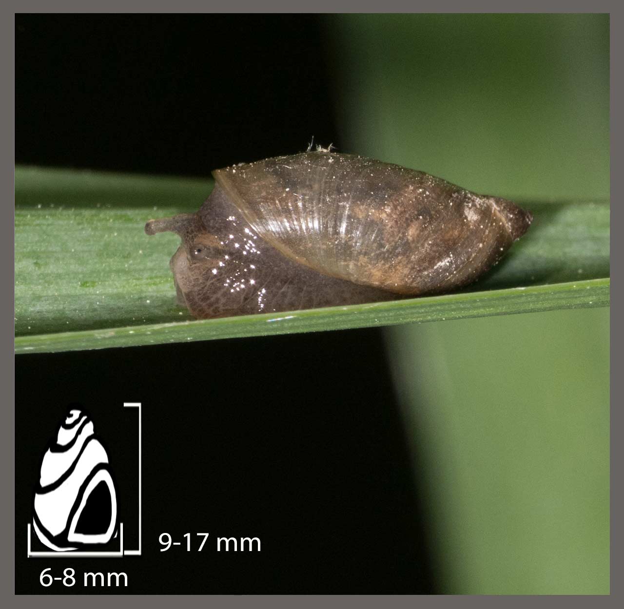 Ambrette élégante - Oxyloma elegans | Identifier un mollusque