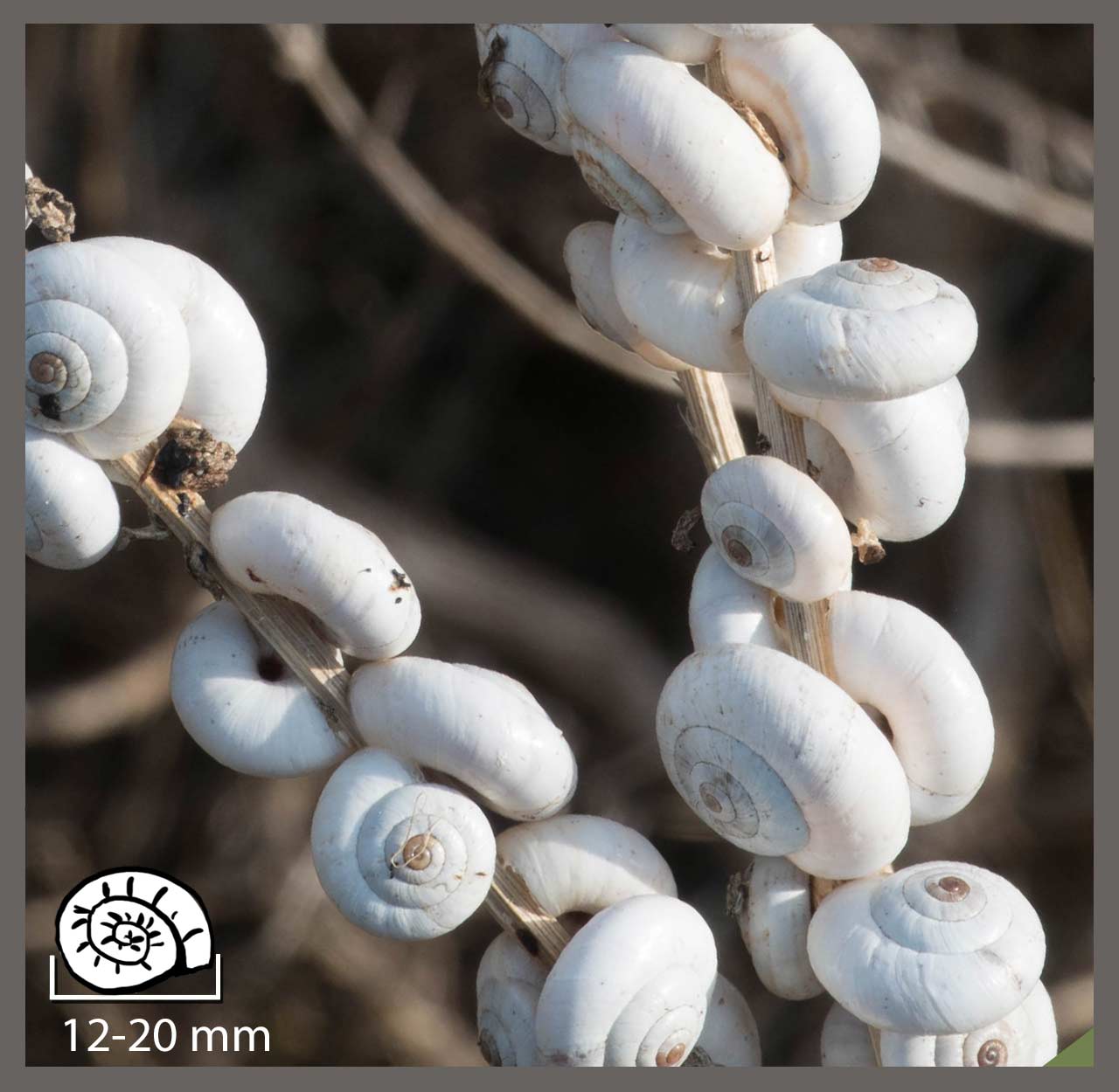 Limaçon - Xeropicta derbentina | Identifier un mollusque