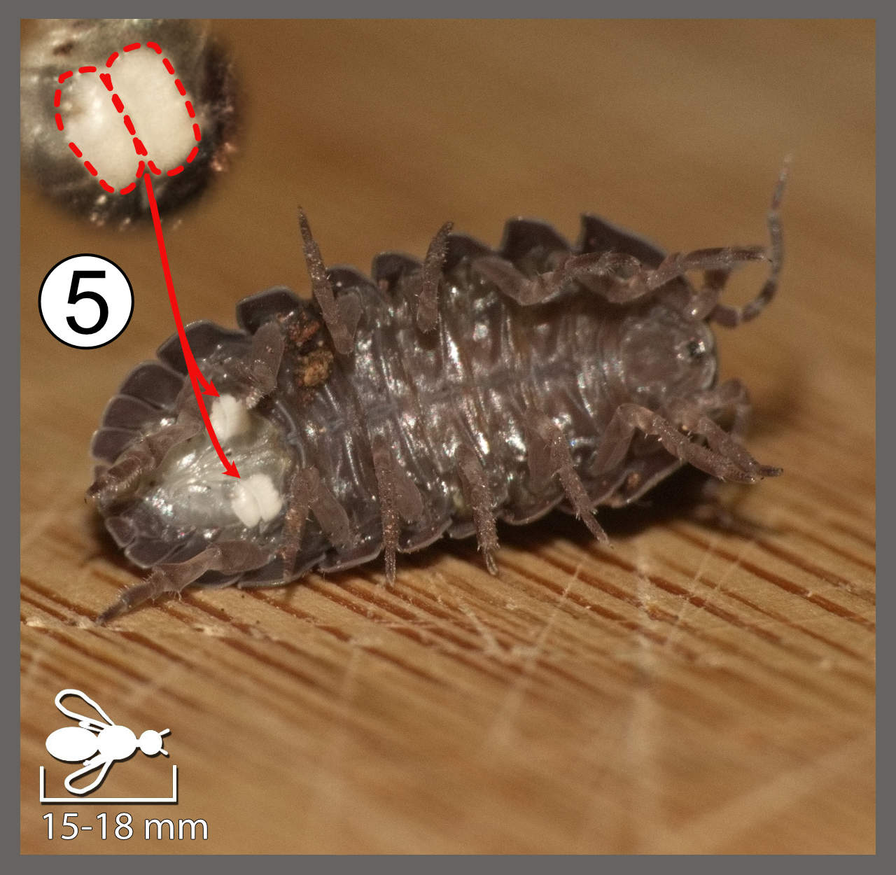 Cloporte commun - Armadillidium vulgare | Identifier un crustacé ou un ...