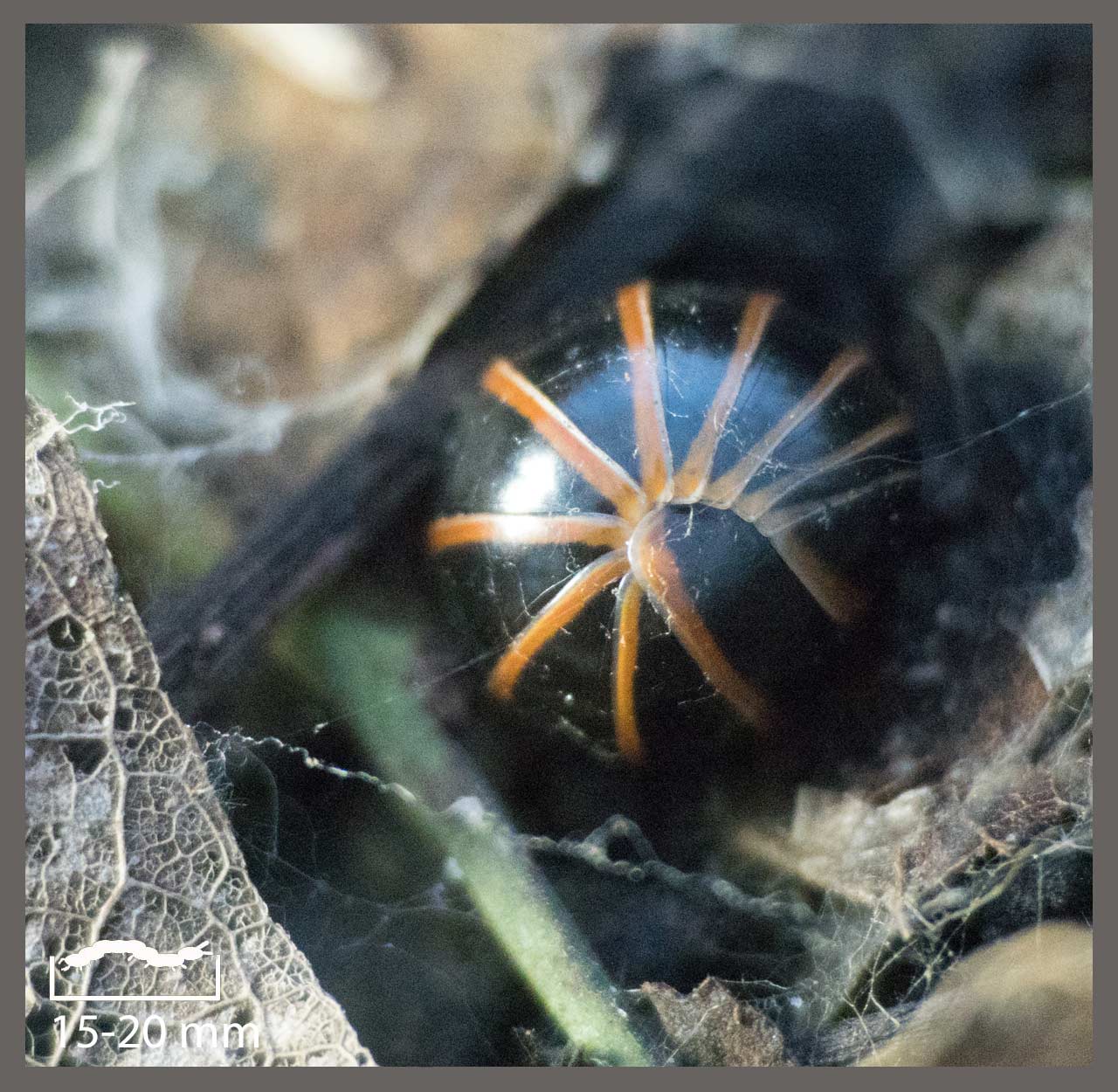 Gloméris marginé - Glomeris marginata | Identifier un crustacé ou un myriapode