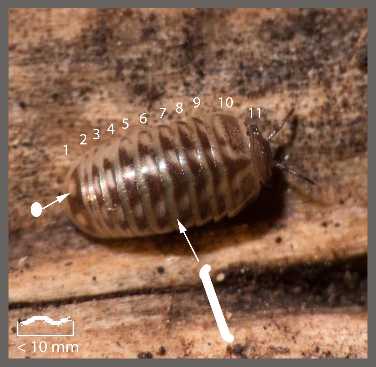 Gloméris marginé - Glomeris marginata | Identifier un crustacé ou un myriapode