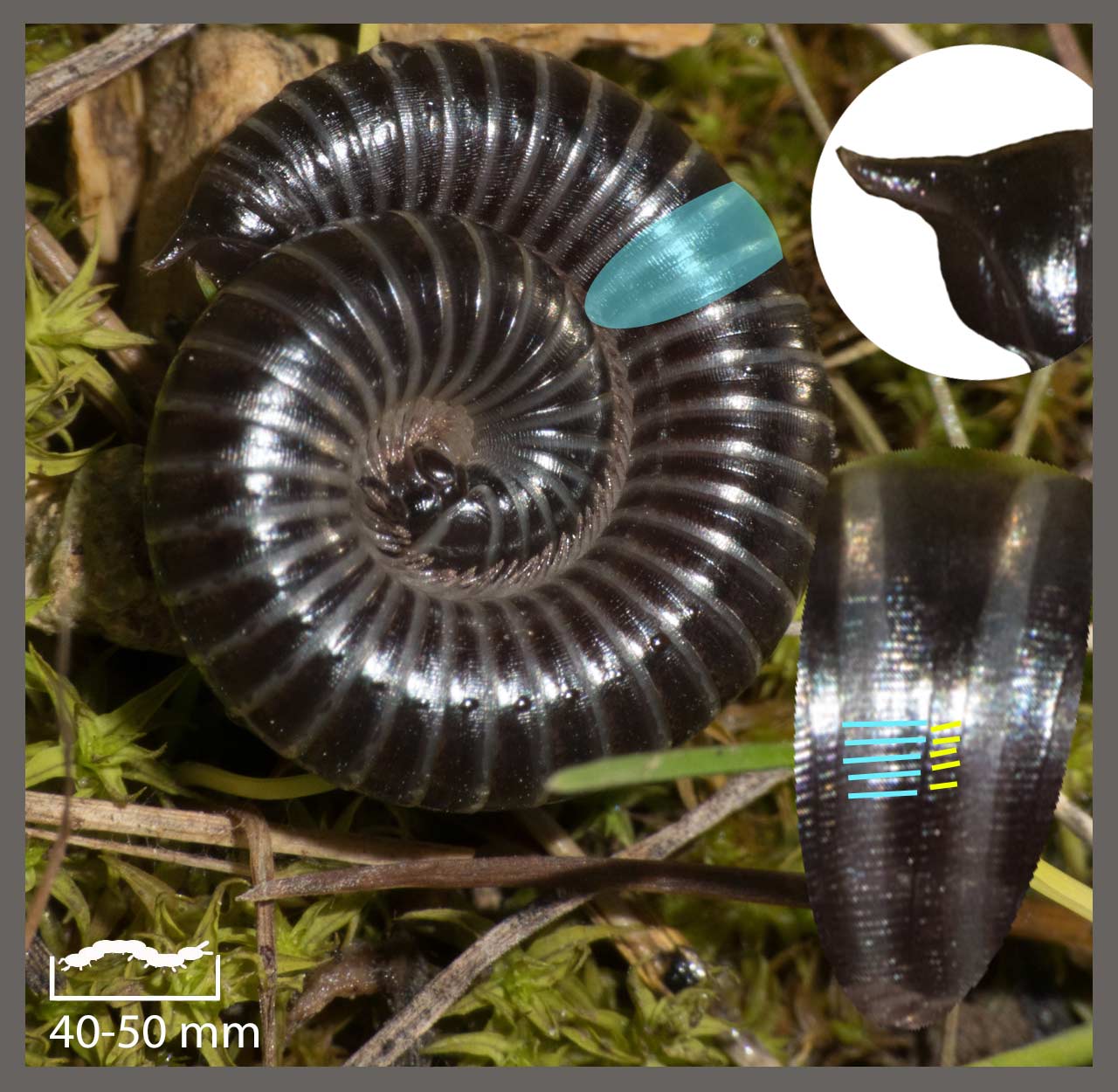 Iule méditerranéen - Ommatoiulus sabulosus forme aimatopodus ...