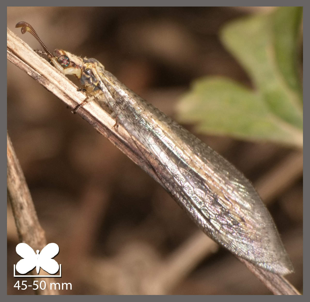 Fourmilion appendiculé - Macronemurus appendiculatus | Identifier un ...