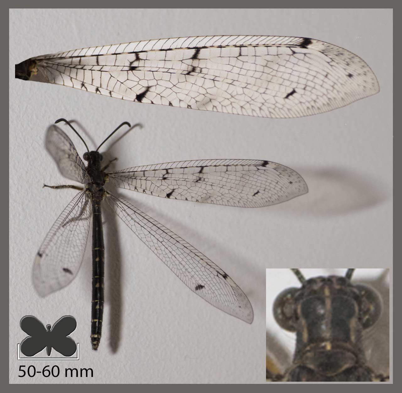 Fourmilion tétragramme - Distoleon tetragrammicus | Identifier un insecte