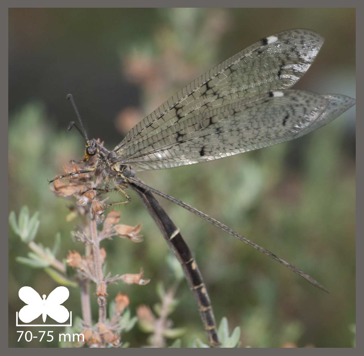 Fourmilion tétragramme - Distoleon tetragrammicus | Identifier un insecte