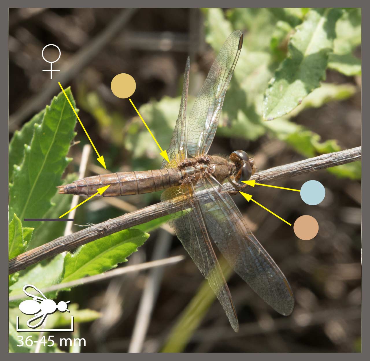 Crocothémis écarlate - Crocothemis erythraea | Identifier un insecte