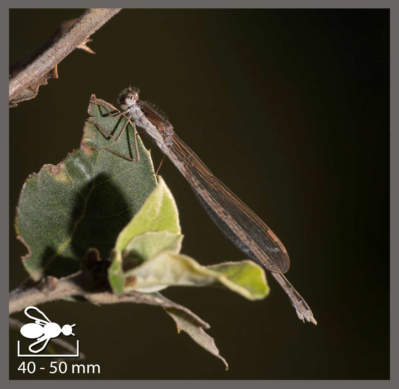 Leste brun - Sympecma fusca | Identifier un insecte