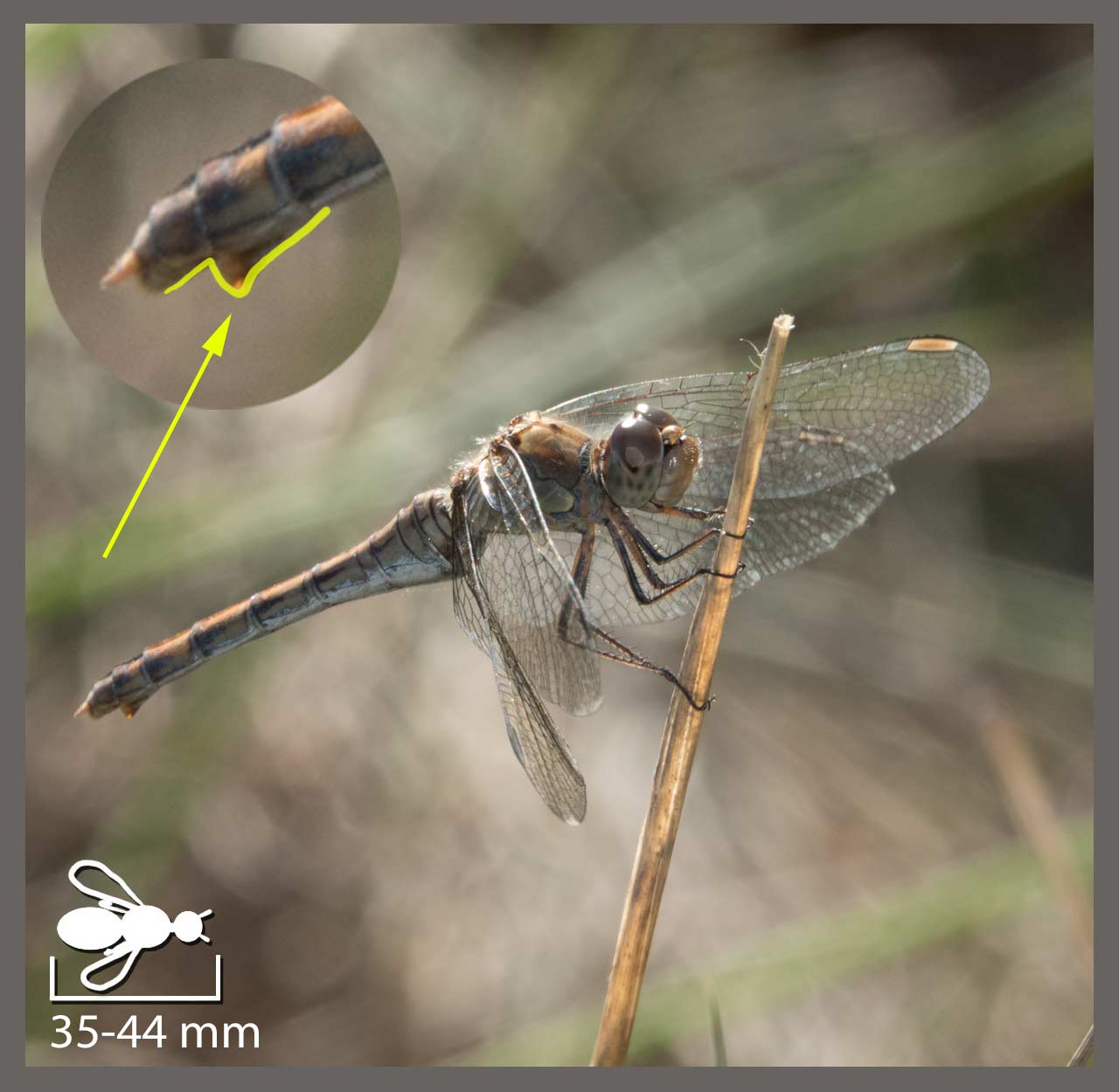 Sympétrum fascié - Sympetrum striolatum | Identifier un insecte