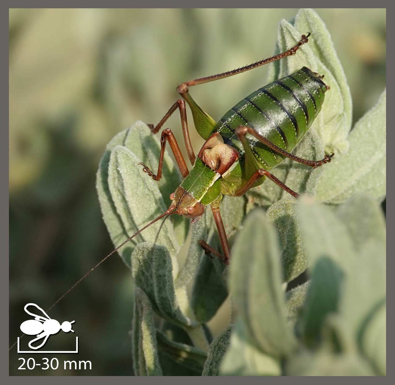 Barbististe languedocien - Barbitistes fischeri | Identifier un insecte