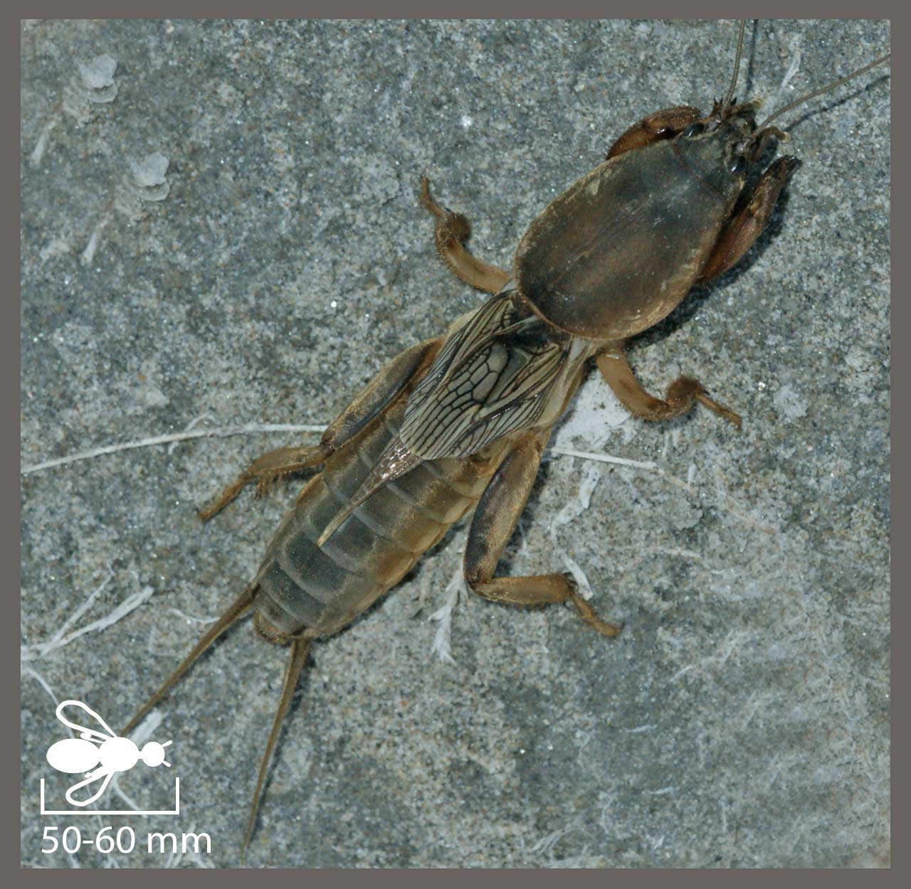 Courtili re Proven ale Gryllotalpa Septemdecimchromosomica Courtili re Proven ale Gryllotalpa Septemdecimchromosomica